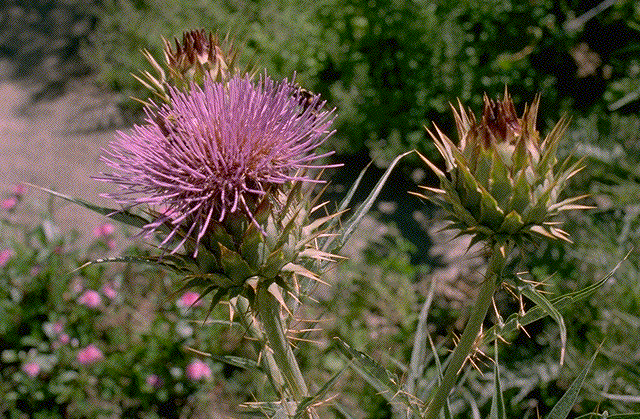 Cynara cardunculus (Cardoon)